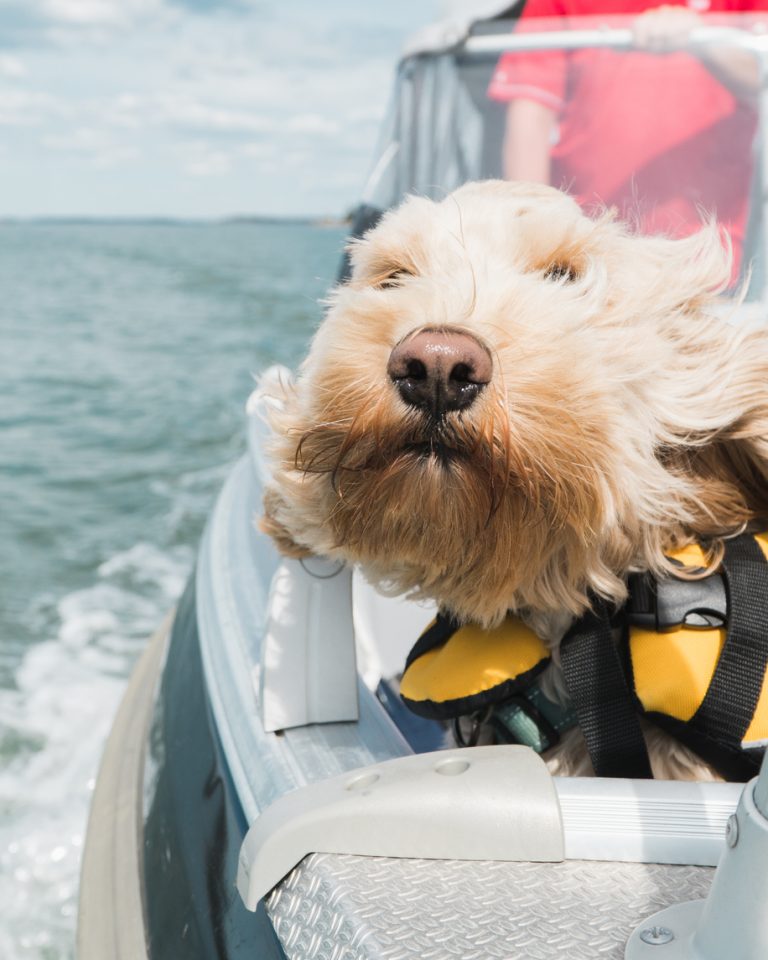 Better Boating with Pets – Quimby's Cruising Guide